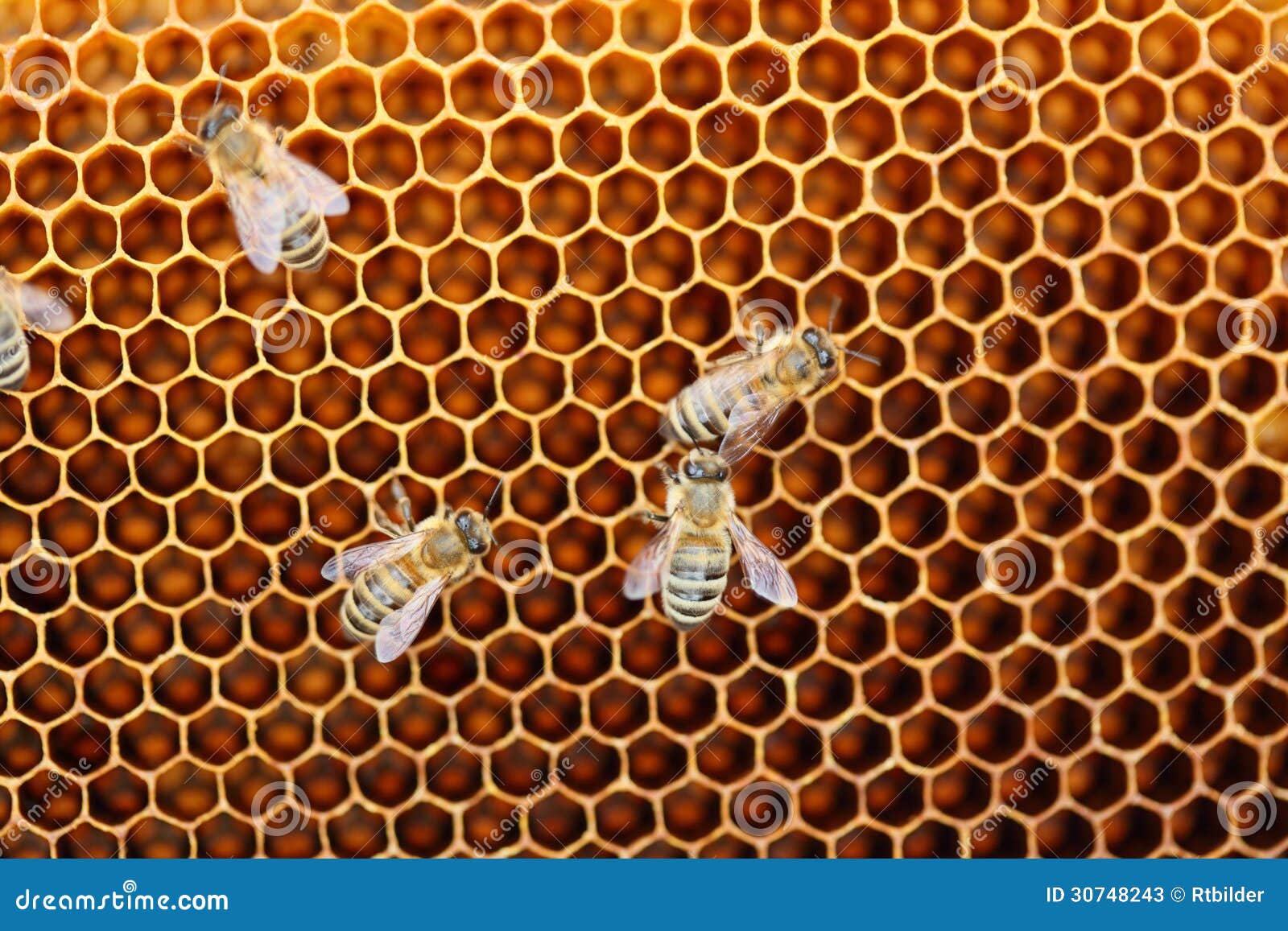 Some honey bees stock image. Image of golden, closeup - 30748243