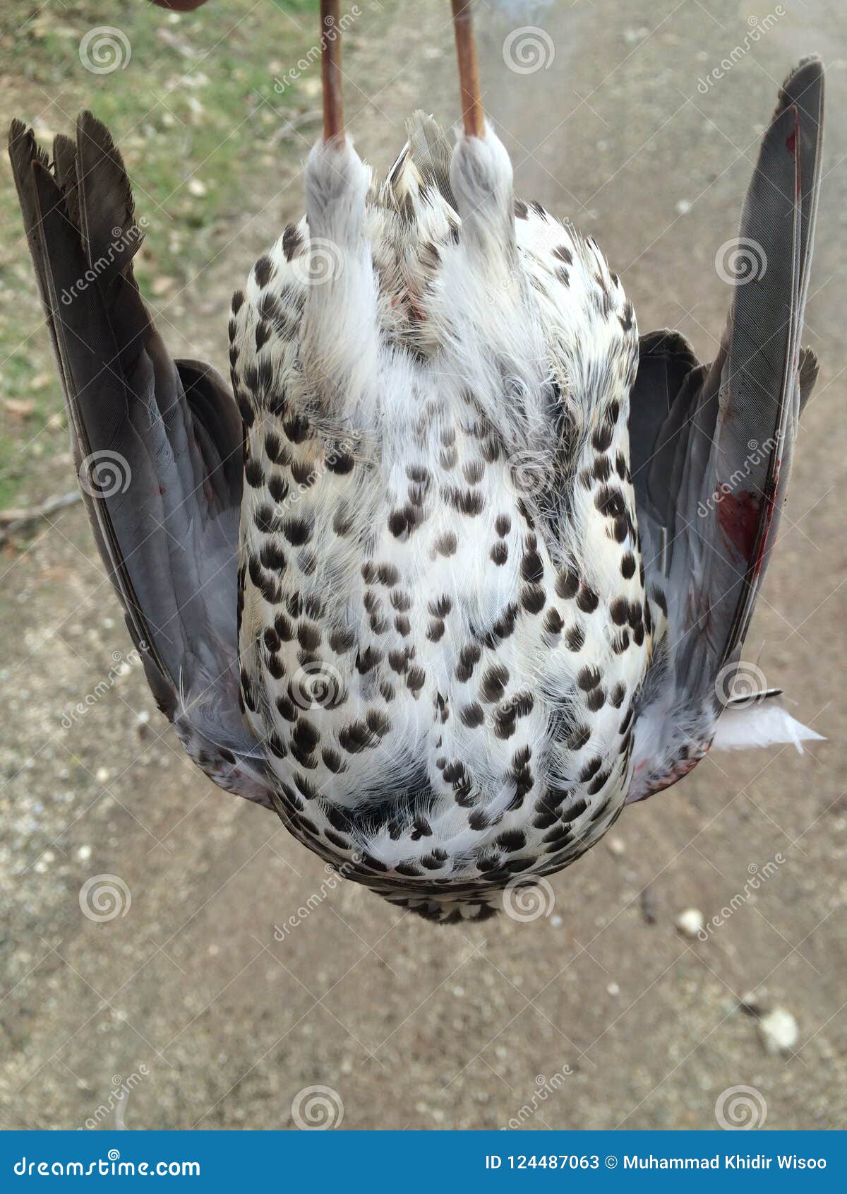 Killed bird stock image. Image of hunters, sing, birds - 124487063