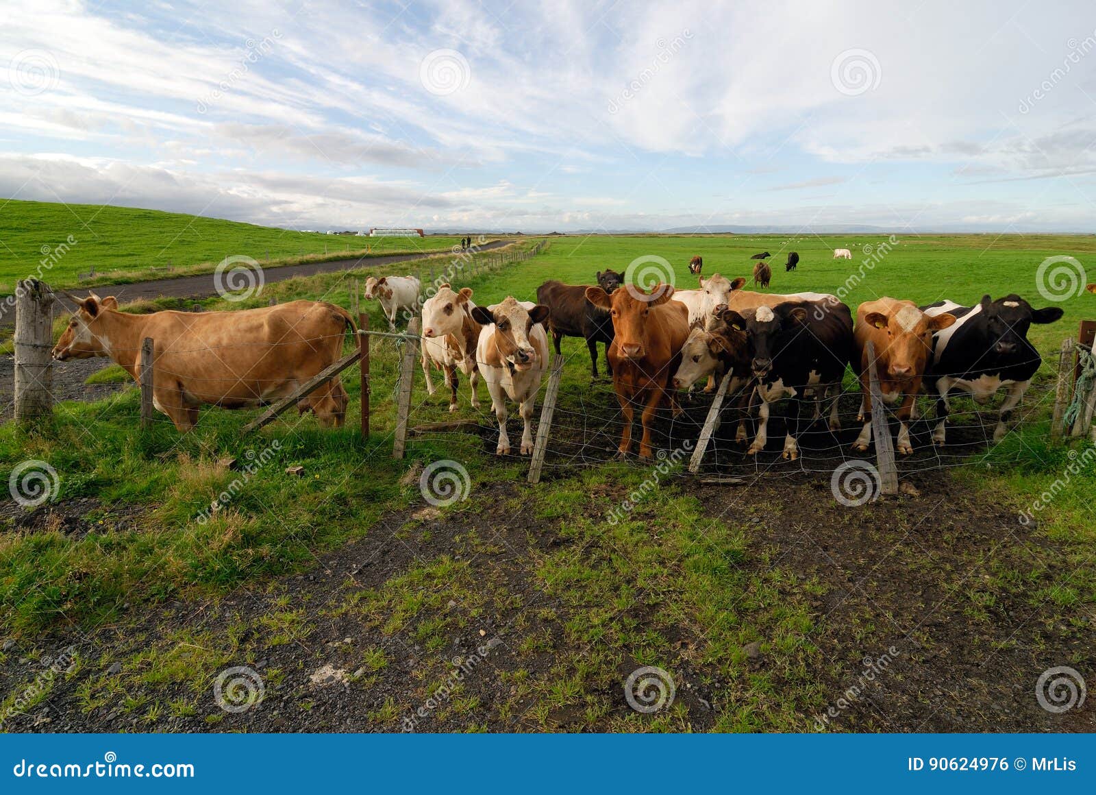 Some Icelandic Cows in a Farm, Iceland Stock Photo - Image of nostril ...