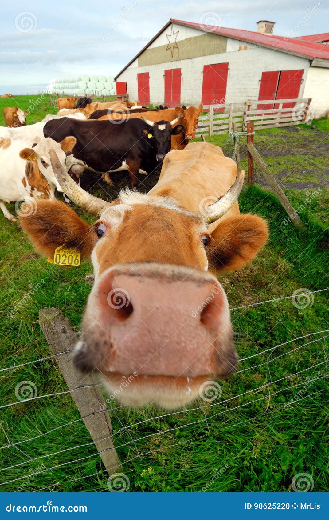 Some Icelandic Cows in a Farm, Iceland Stock Photo - Image of sniffing ...