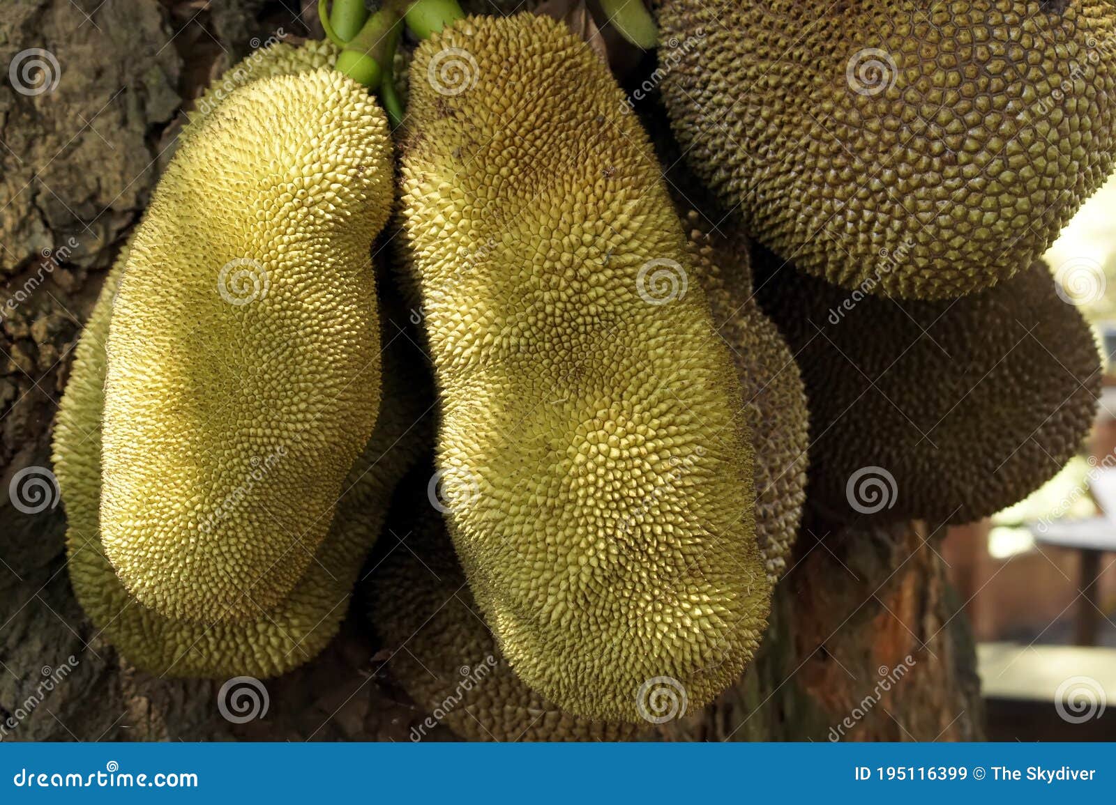 Some Jackfruit in a Tree on a Brazilian Farm Stock Image - Image of ...