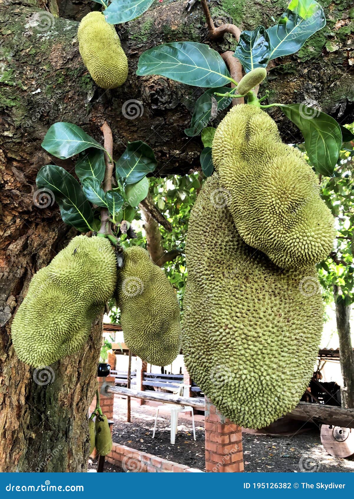 Some Jackfruit in a Tree on a Brazilian Farm Stock Photo - Image of ...