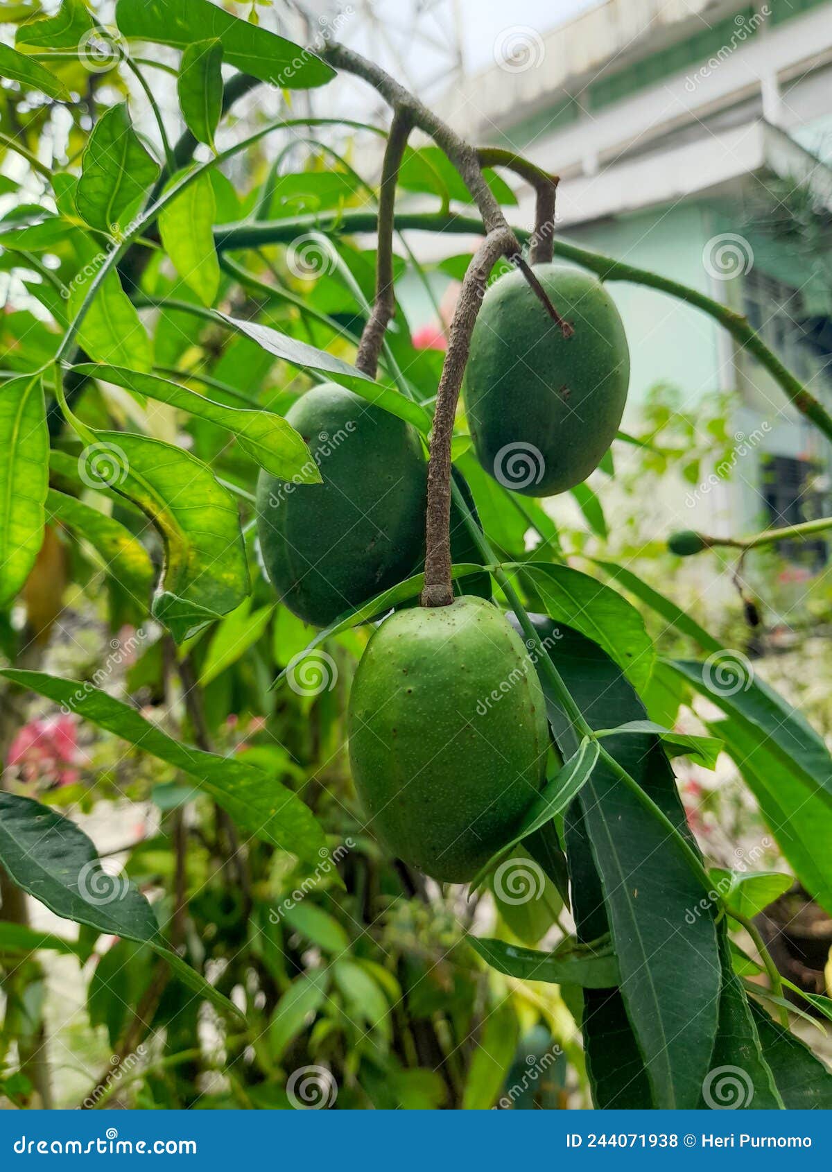 Some Kedondong Fruit that is Still Green Stock Photo - Image of ...