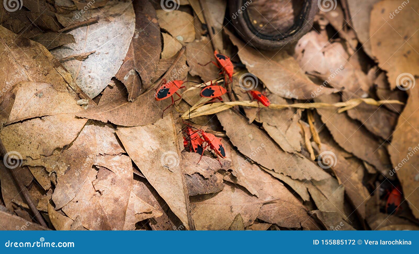454 Red Back Beetle Photos - Free & Royalty-Free Stock Photos from ...