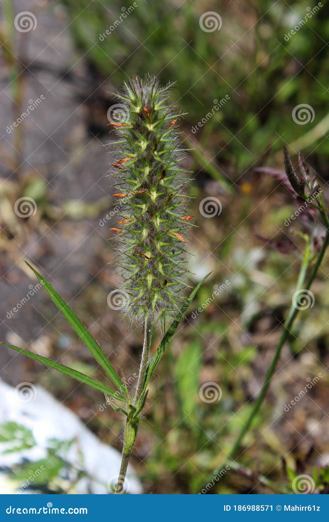 Some Kind of Grass with Thorns on the Seed Head Stock Image - Image of ...
