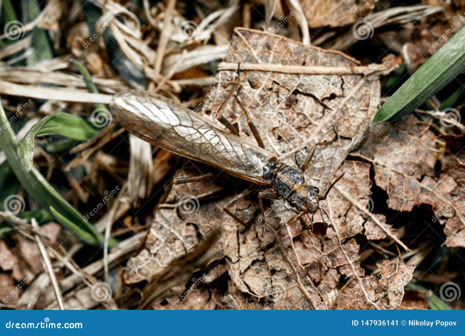 Some kind of insect stock image. Image of flying, bugs - 147936141