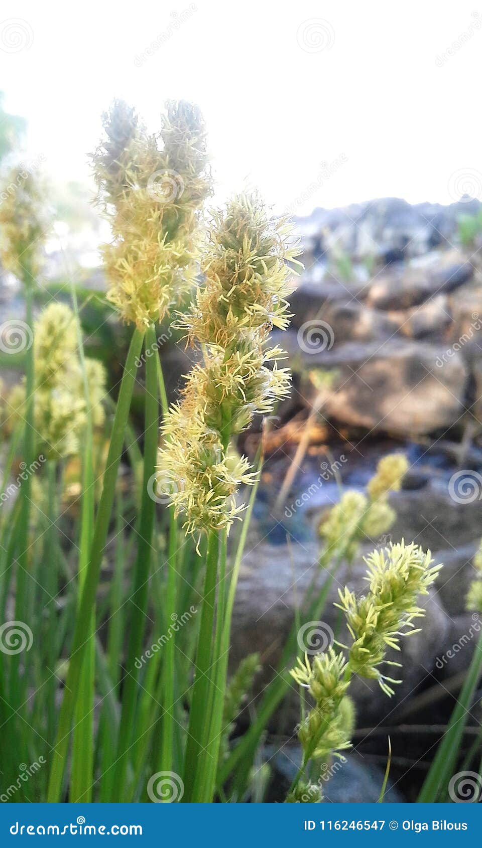 Reeds stock image. Image of beauty, kind, plant, nature - 116246547