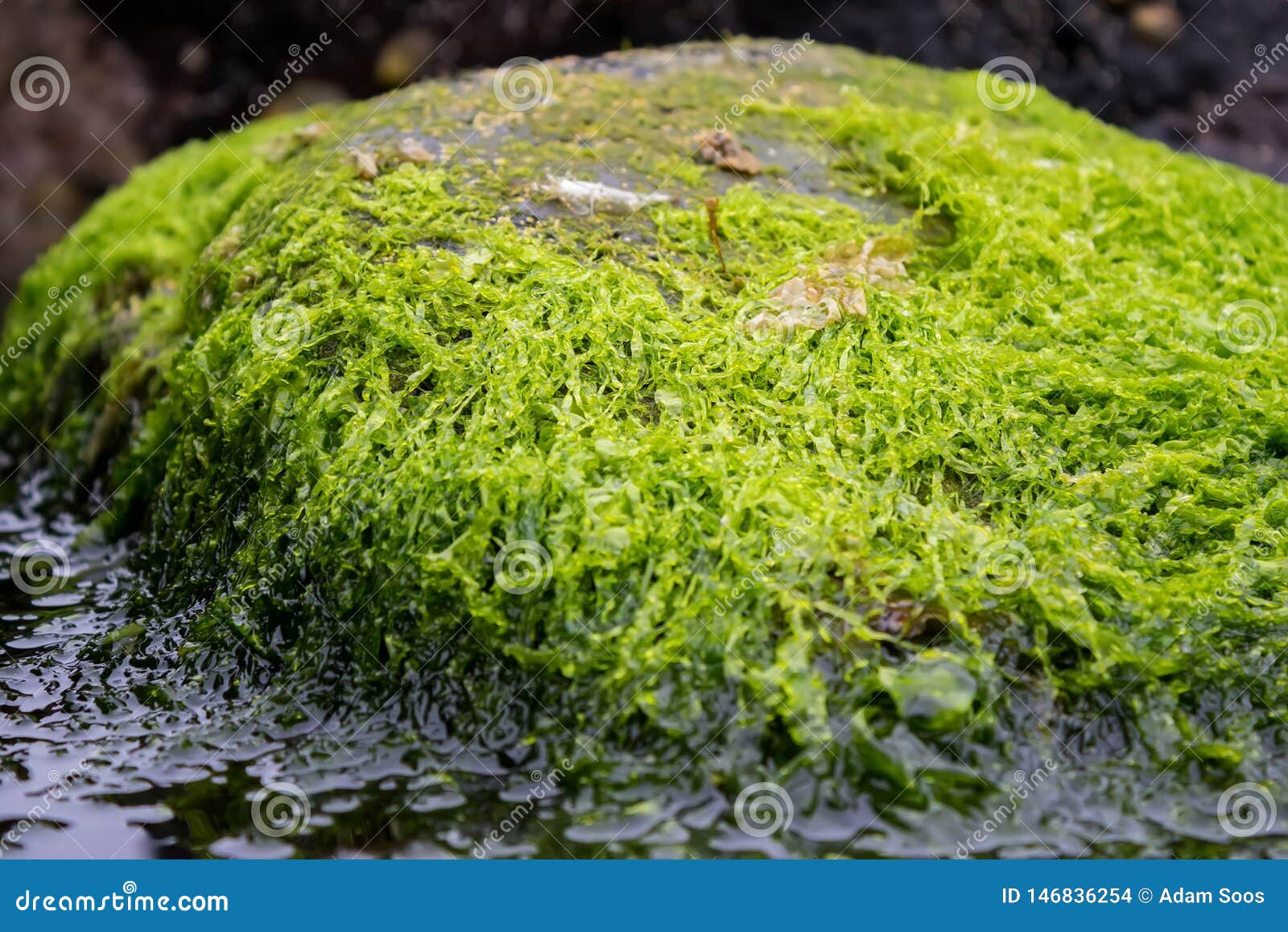 Some Kind of Seaweed on a Rock Stock Photo - Image of beautiful, animal ...