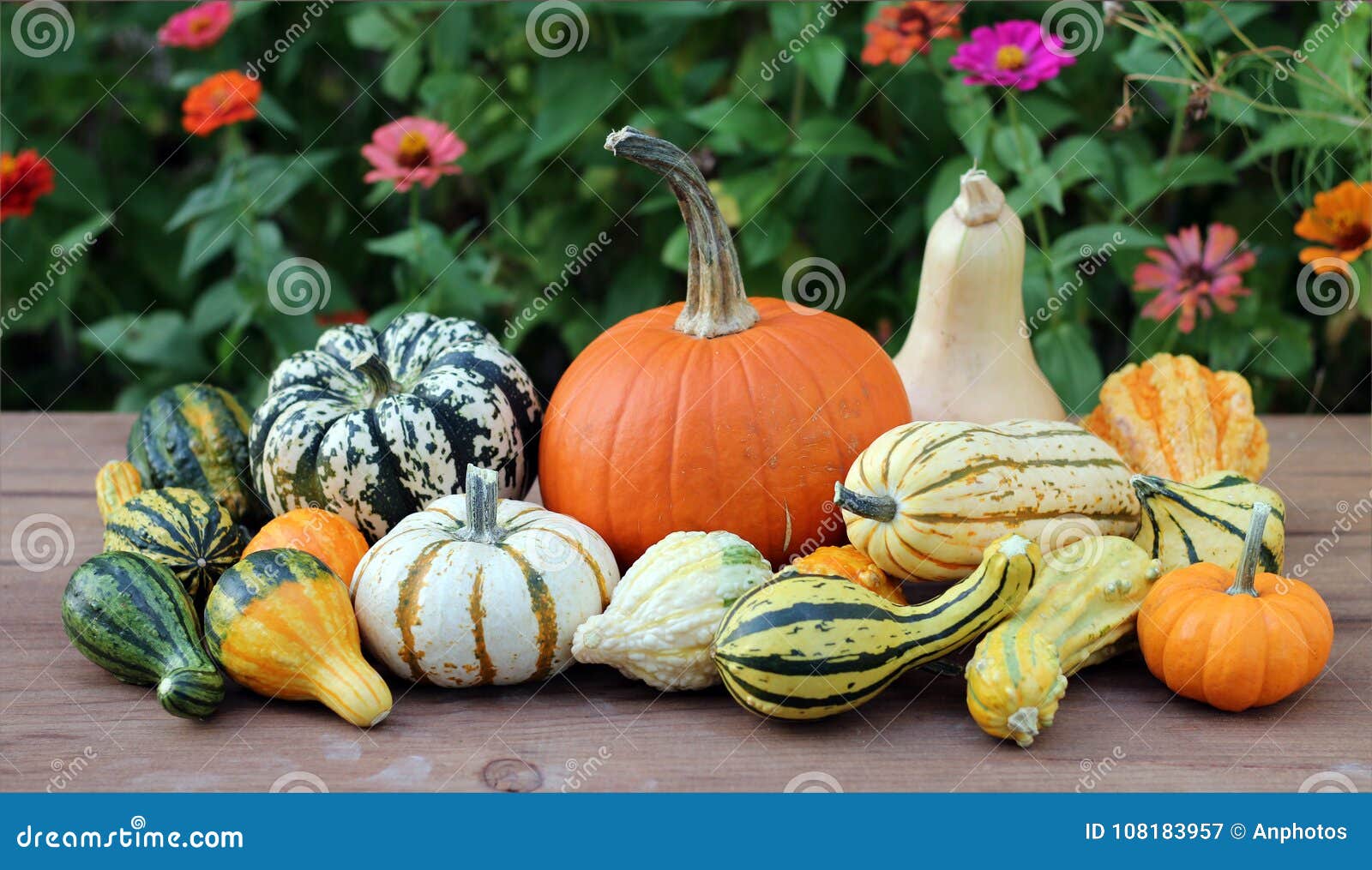 Squash gourd stock image. Image of thanksgiving, colorful - 108183957