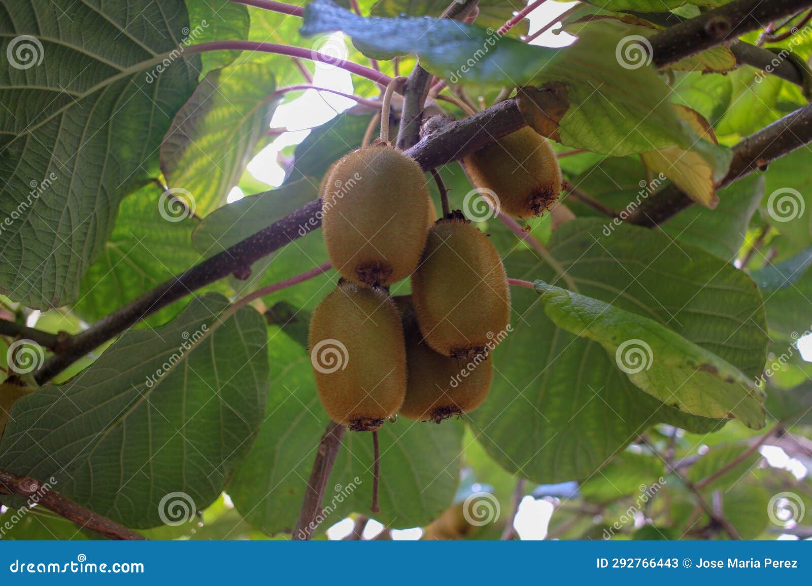 Some kiwis in a kiwi tree stock image. Image of nature - 292766443
