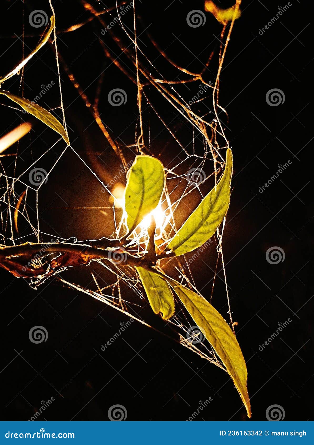 Some leave before light stock photo. Image of nature - 236163342
