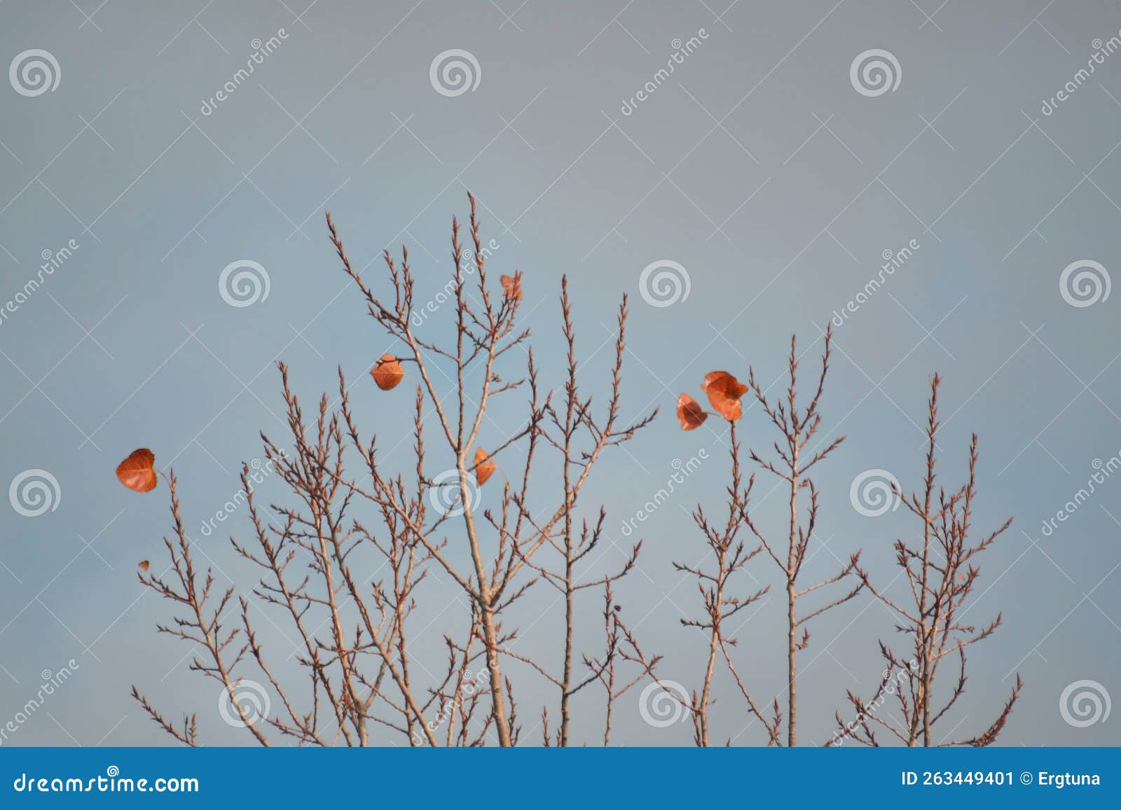 Some Leaves Left on the Branches of an almost Bare Tree Stock Image ...