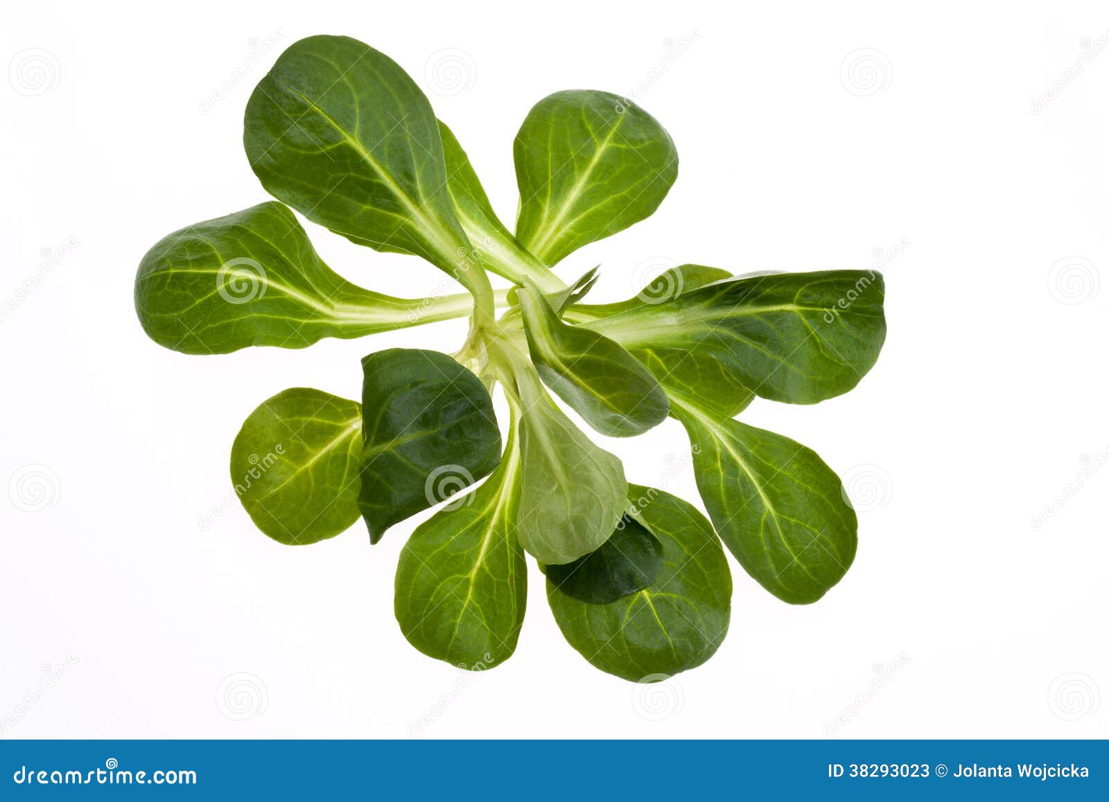 Some of Leaves of Rapunzel Isolated on Blue Backgr Stock Image - Image ...