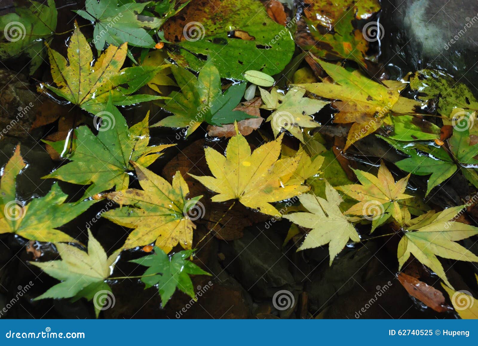 Some leaves stock image. Image of fall, botanical, closeup - 62740525