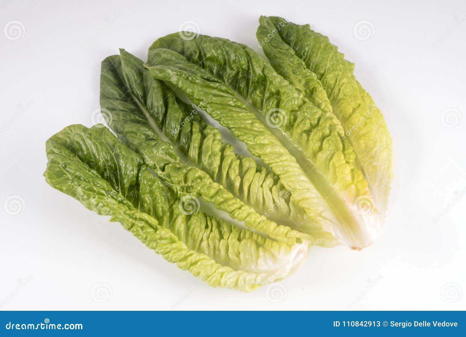 Some Lattuce leaves stock image. Image of closeup, bright - 110842913