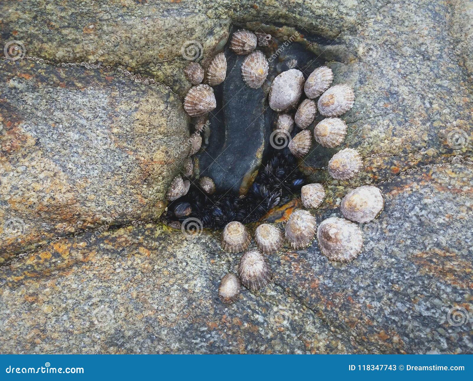 Some Limpets Next To Each Other Stock Image - Image of animals, ocean ...