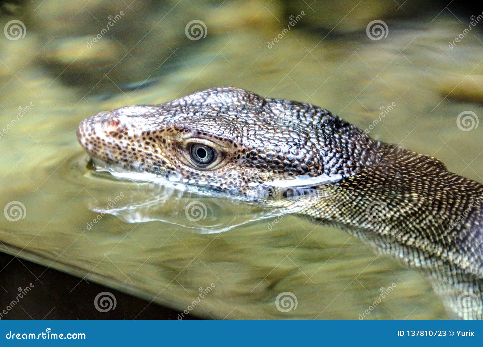 Some Lizard Swimming on Water Surface Stock Image - Image of underwater ...