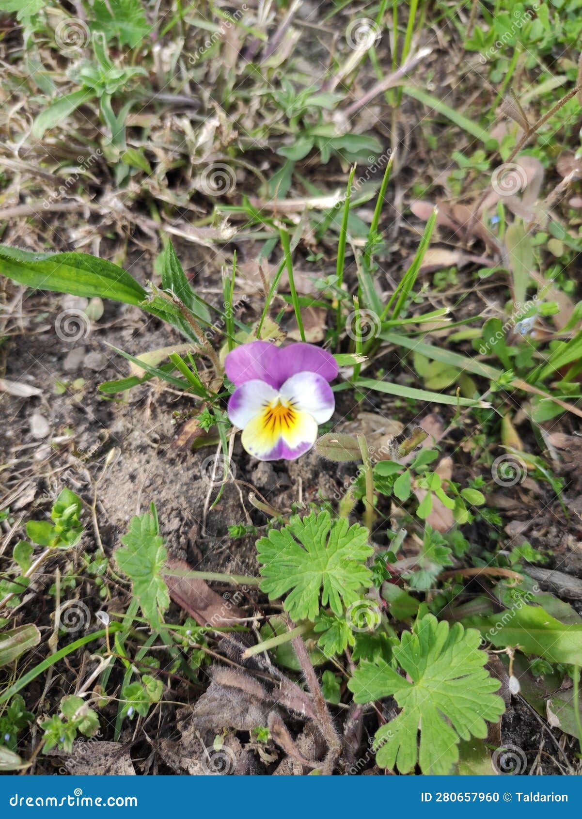 Some Lonely Flower in Some Gras Stock Photo - Image of violet, lonely ...