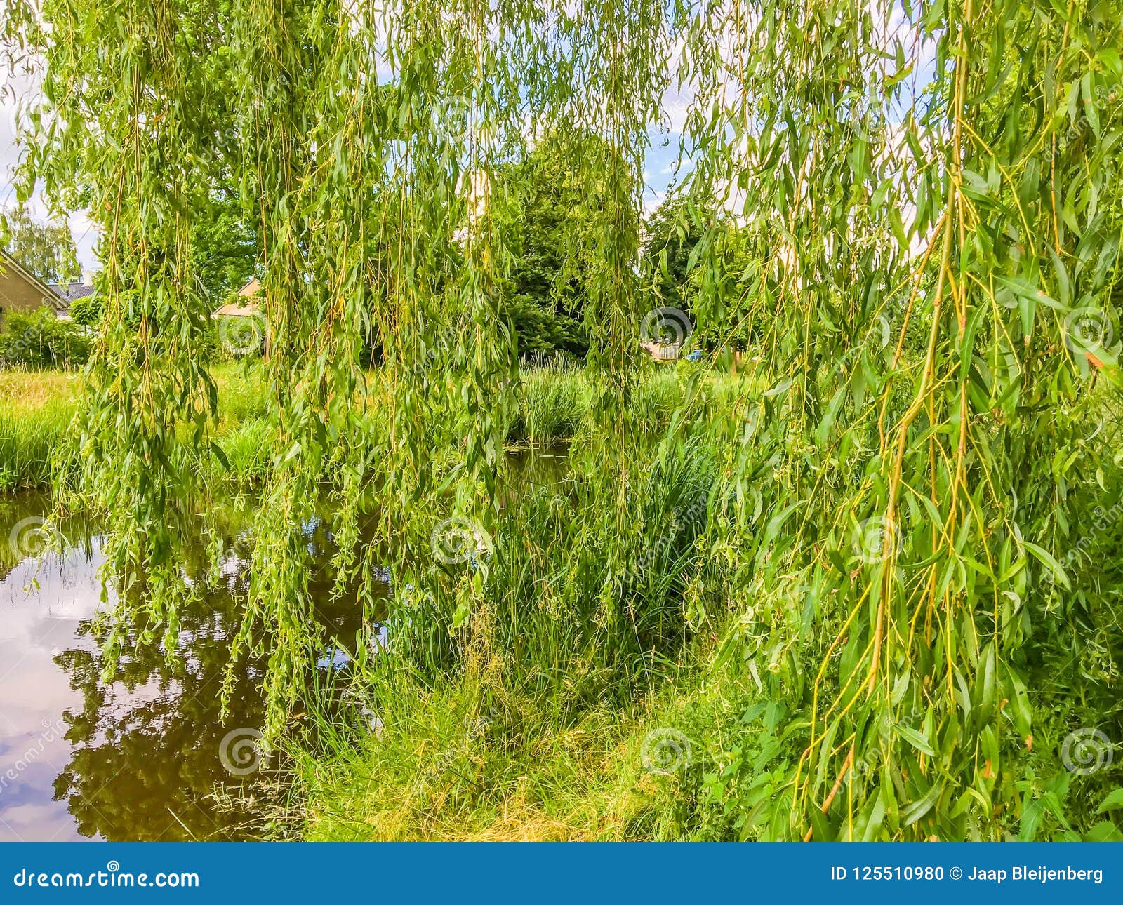 Long Tree Branches with Green Leaves Hanging in Front of a Water Lake ...