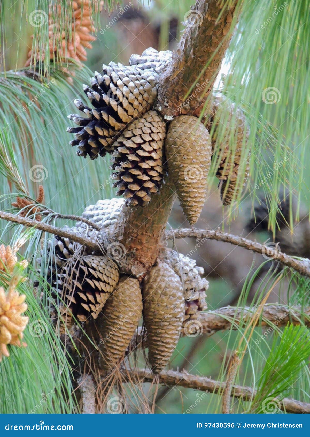 Some Lovely Small Pinecones Macro In Sunlight And Sharp And Clear In Summer In Maui Hawaii Stock