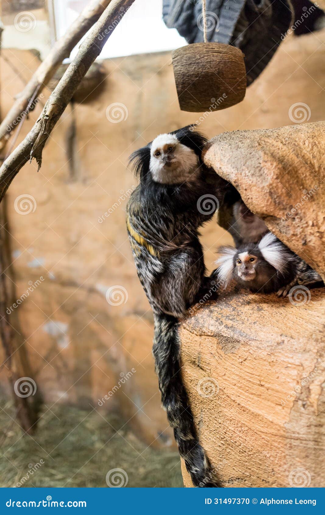 Some marmosets playing stock photo. Image of wildlife - 31497370
