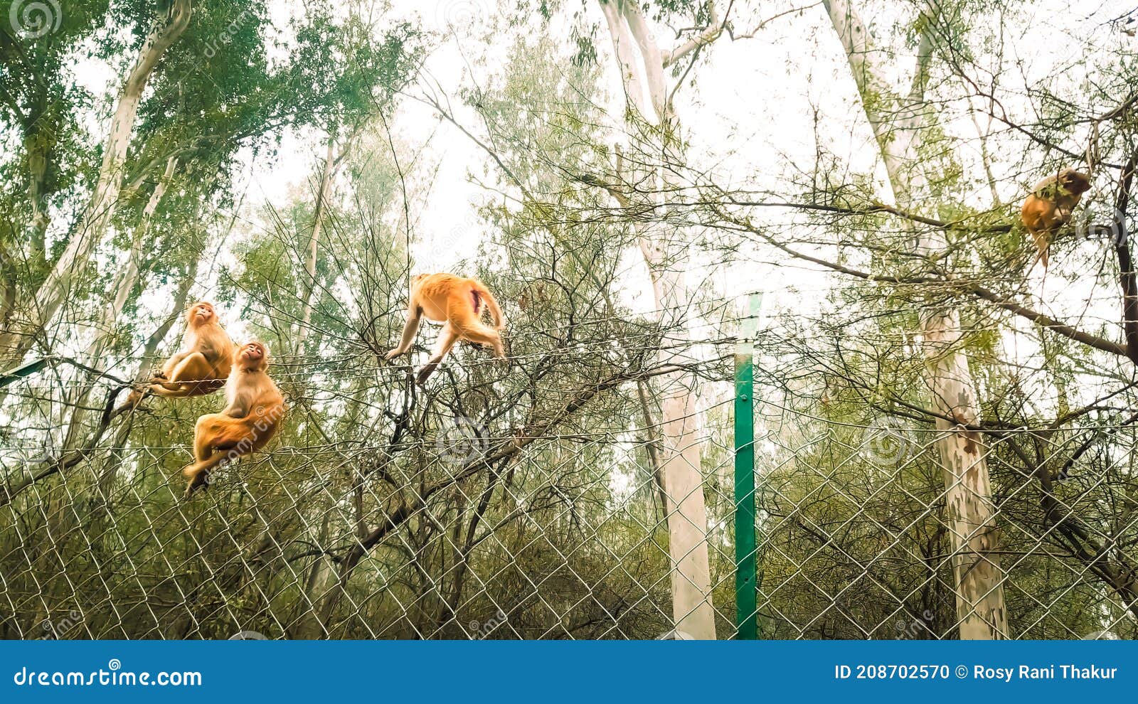 Some Monkeys Sitting on Top of the Boundary Made of an Iron Net in a ...