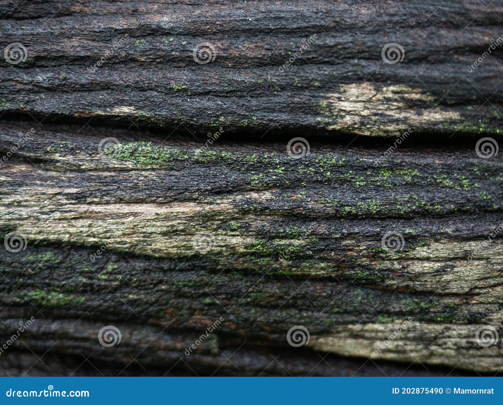 Some Moss on the Surface of Humid Wood Stock Photo - Image of abstract ...