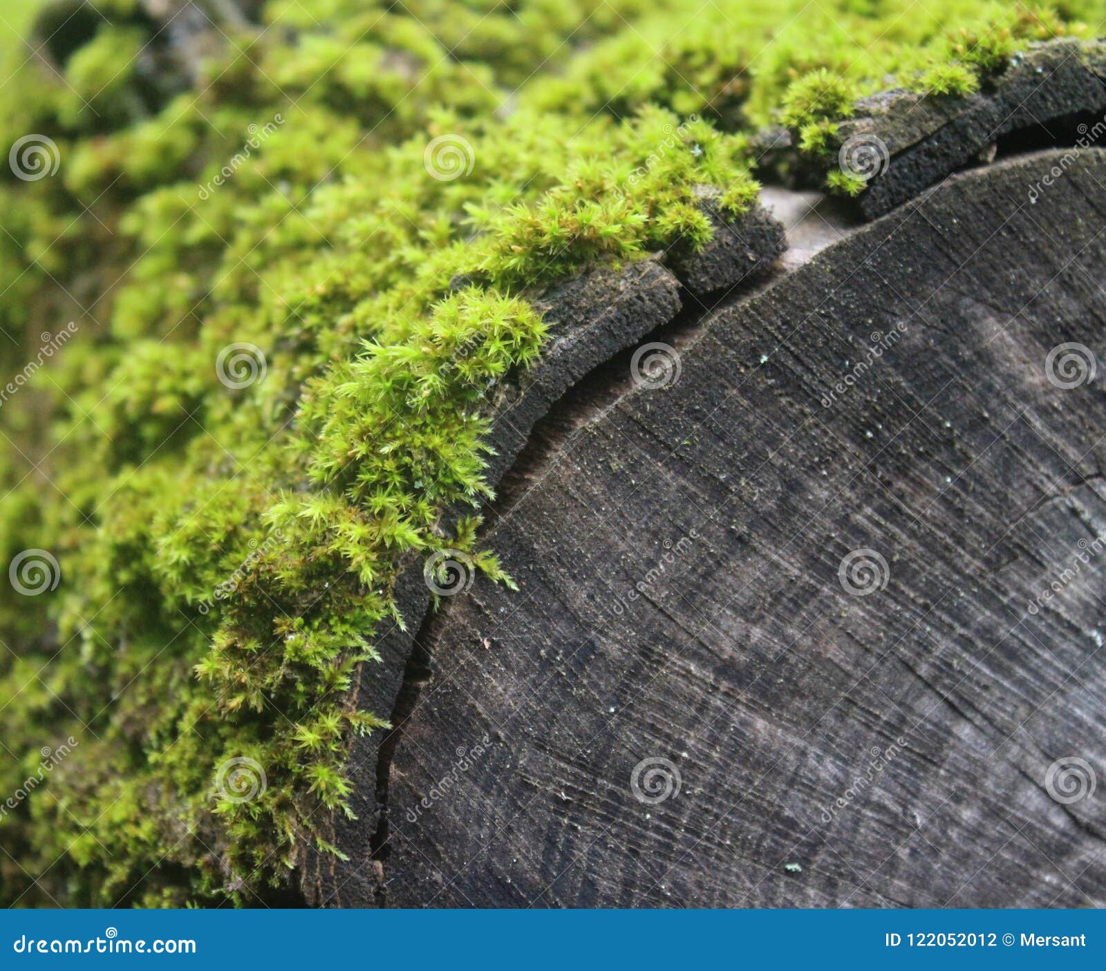 Some moss on a wood stock photo. Image of tree, plants - 122052012
