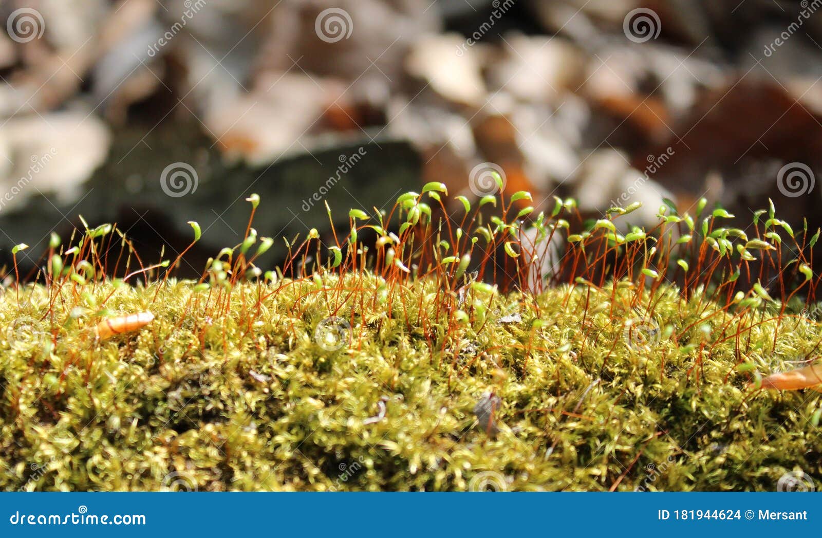 Some mosses on a tree stock photo. Image of hungary - 181944624