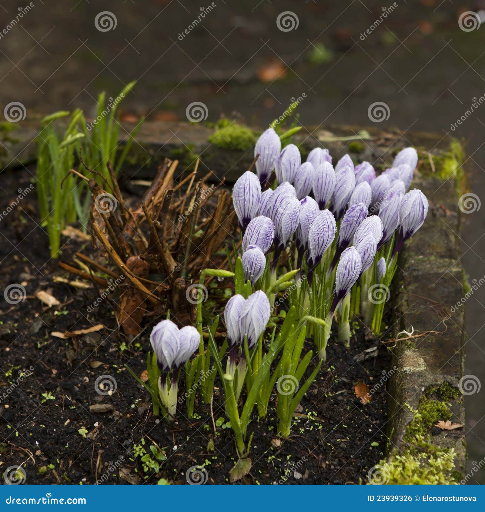 Some Multi-colored Snowdrops, Crocuses Stock Photo - Image of floral ...