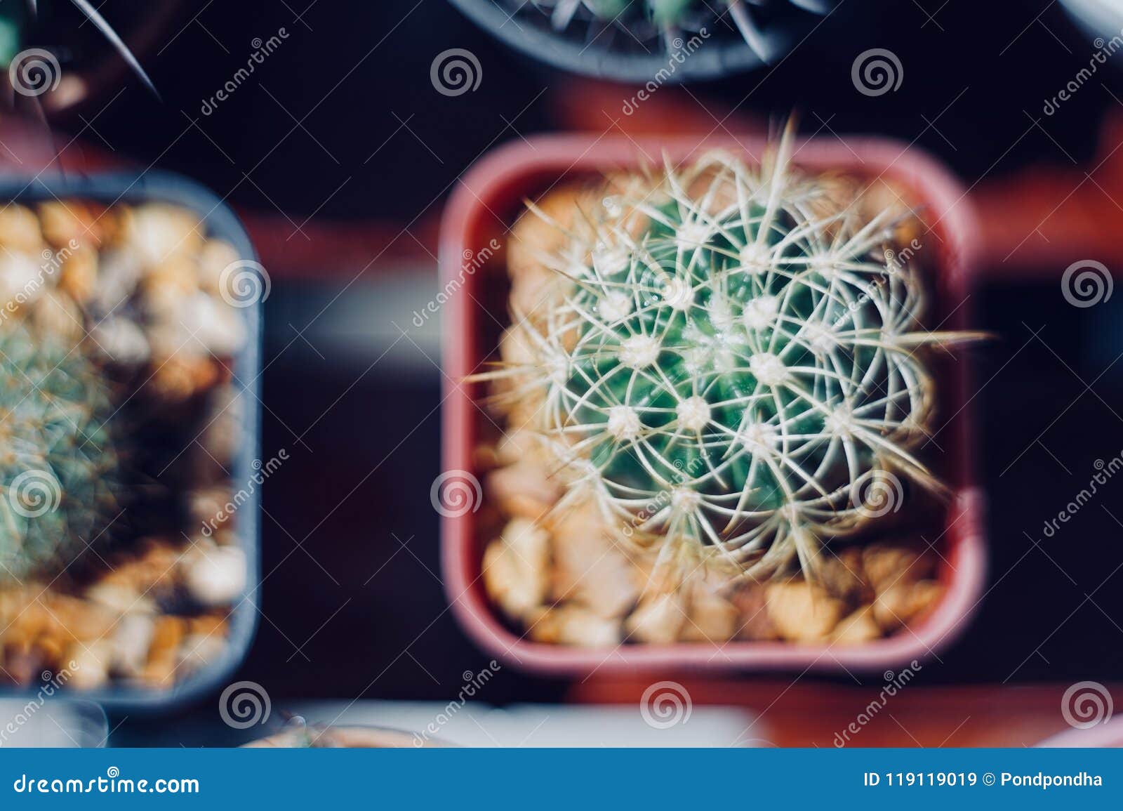 Cactus lover stock image. Image of relax, lover, cactus - 119119019