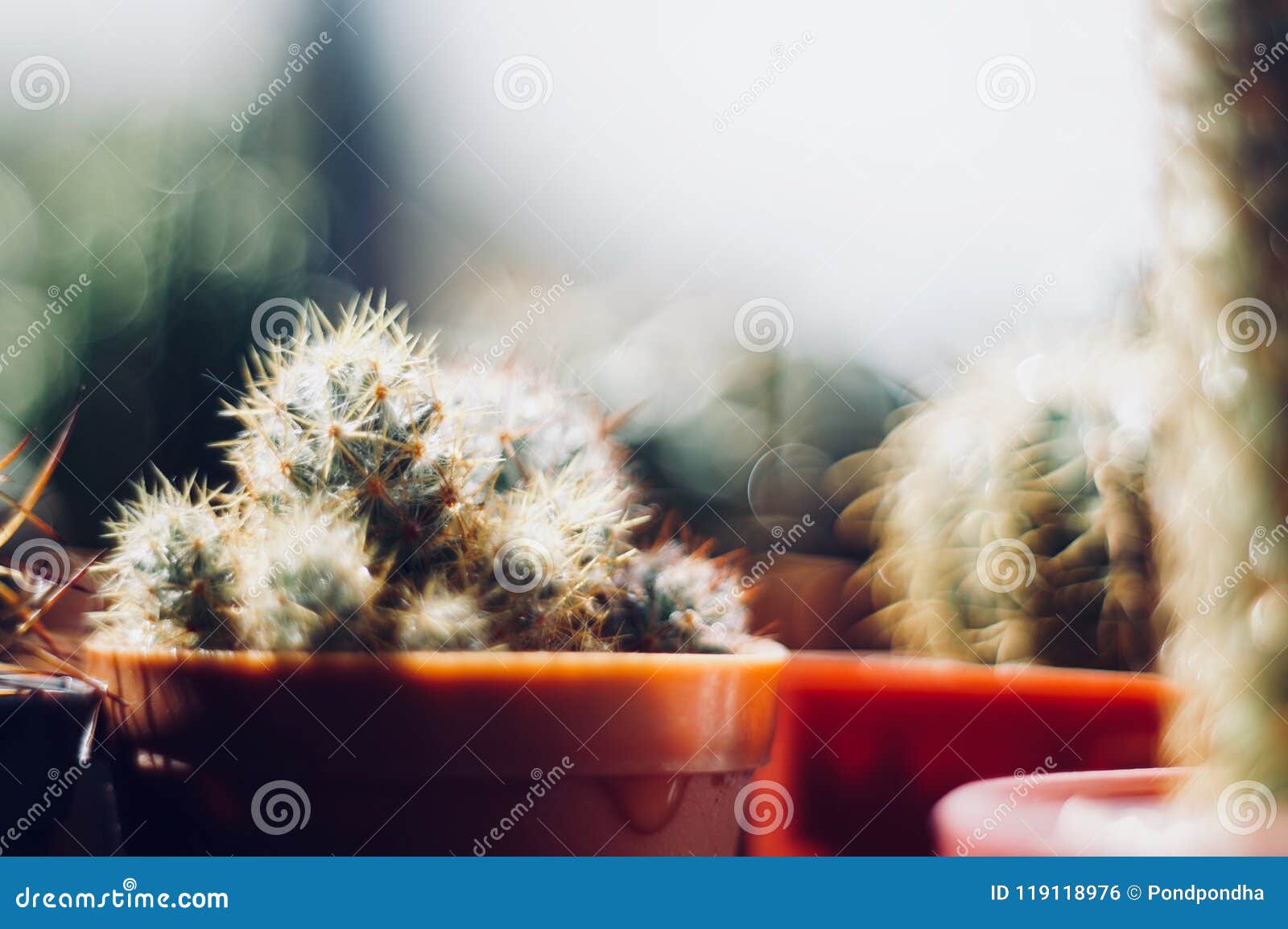 Cactus lover stock photo. Image of lover, relax, cactus - 119118976
