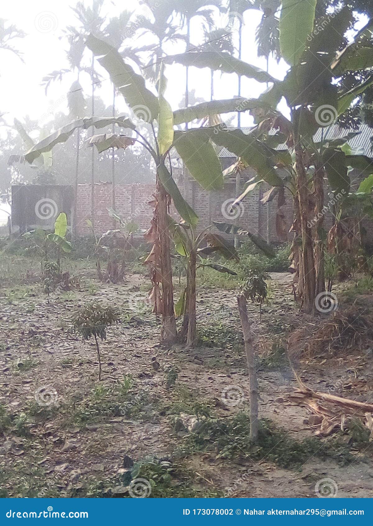 Some Nice Banana Tree in Home Side Stock Photo - Image of tree, banana ...