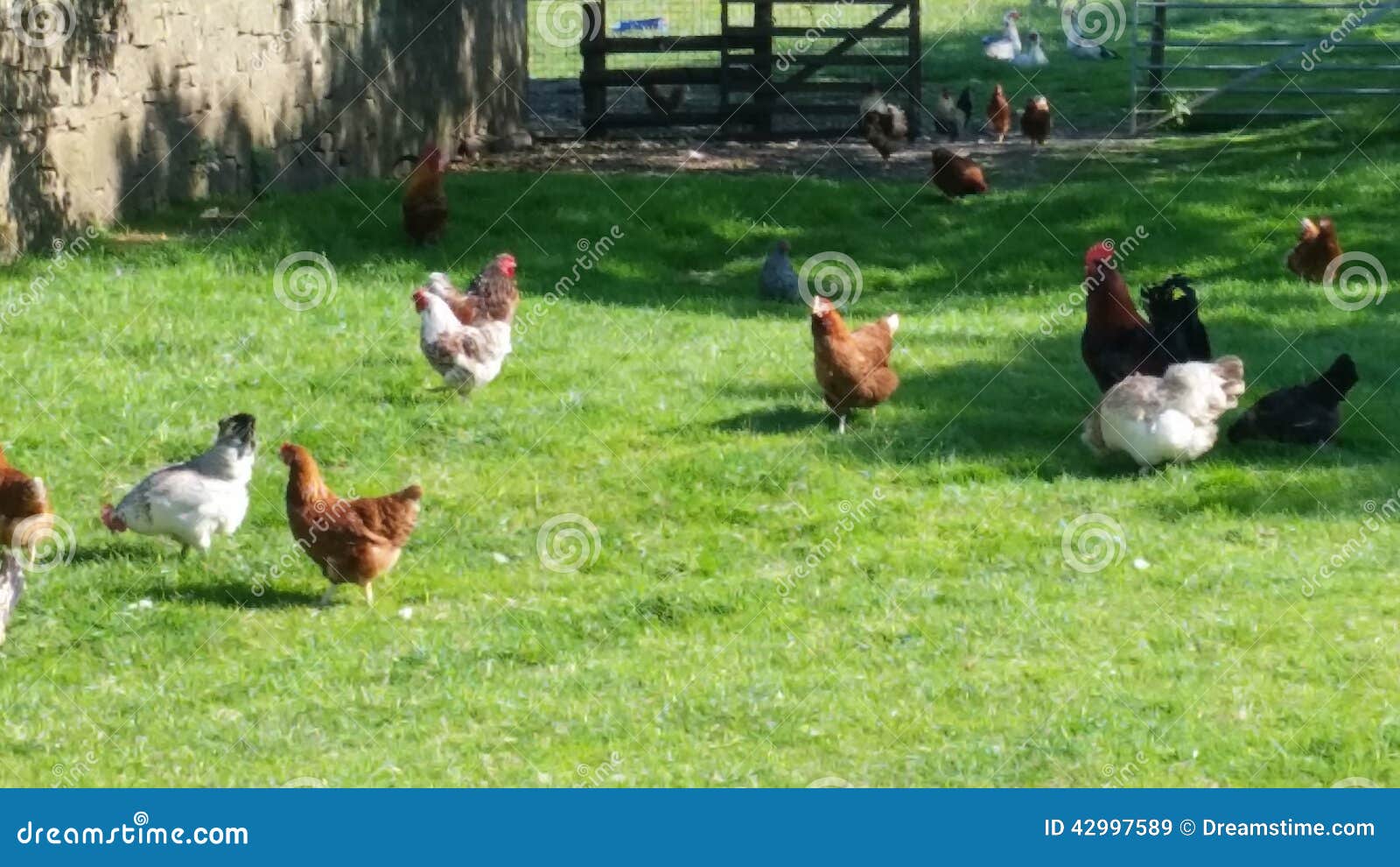 Some nice hens stock image. Image of nice, july, hens - 42997589