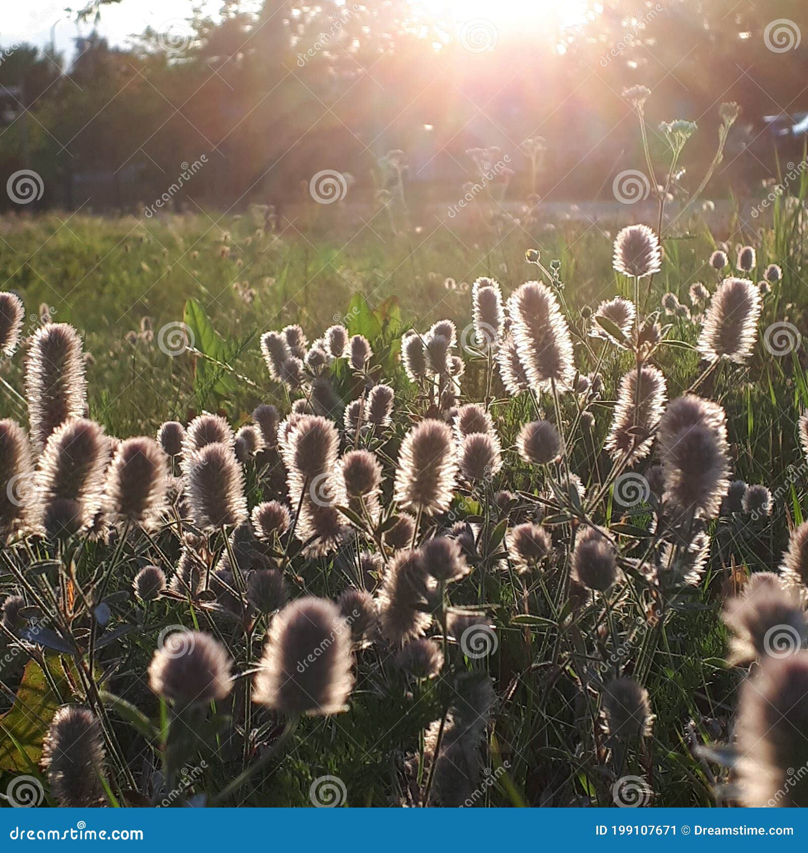 Nice plants stock image. Image of nature, plant, wildlife - 199107671