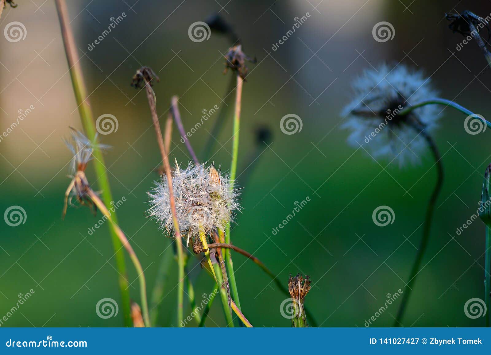 Some Old Dandelions at a Autumn Slowly Preparing for a Winter Stock ...