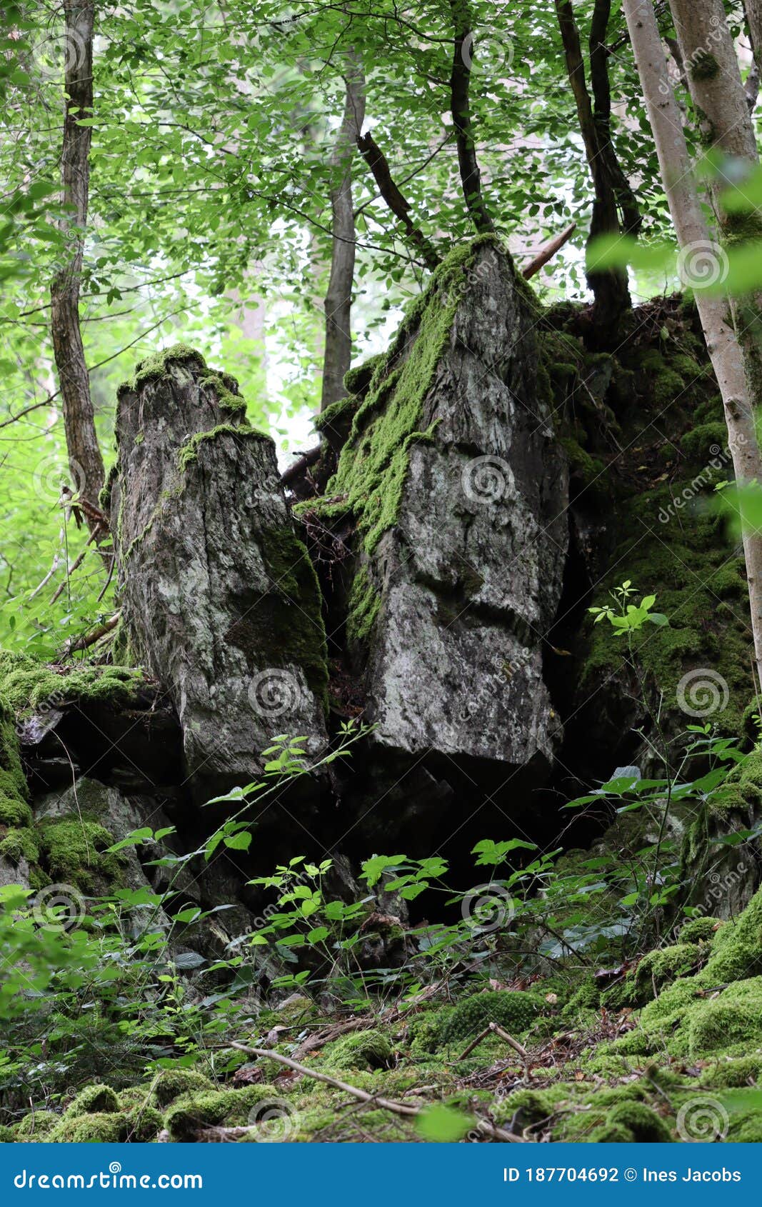 Rocks in a forest stock photo. Image of stones, green - 187704692