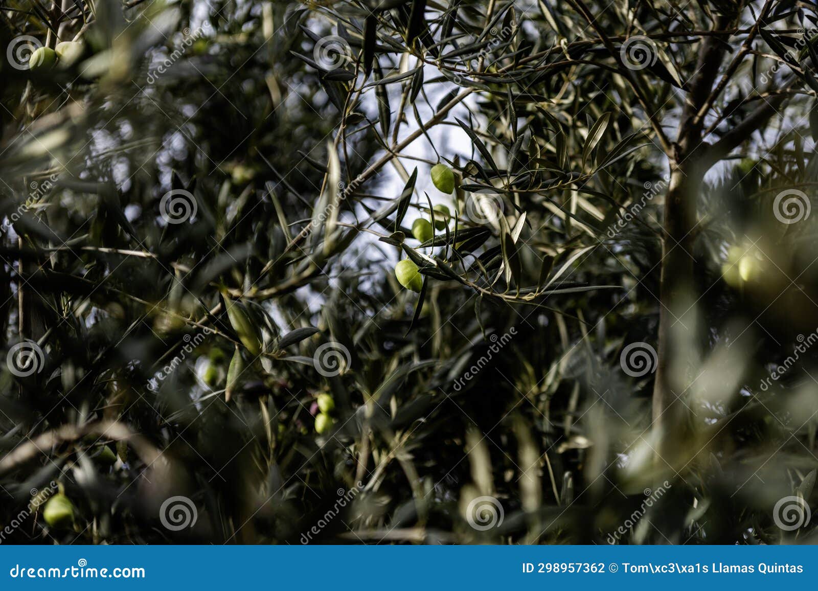 Some Olives on the Branches of an Olive Tree Surrounded by Green Leaves ...