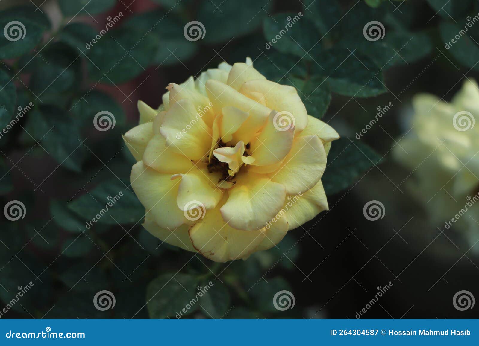 Some Orange Yellow Roses in the Garden Stock Image - Image of blossom ...