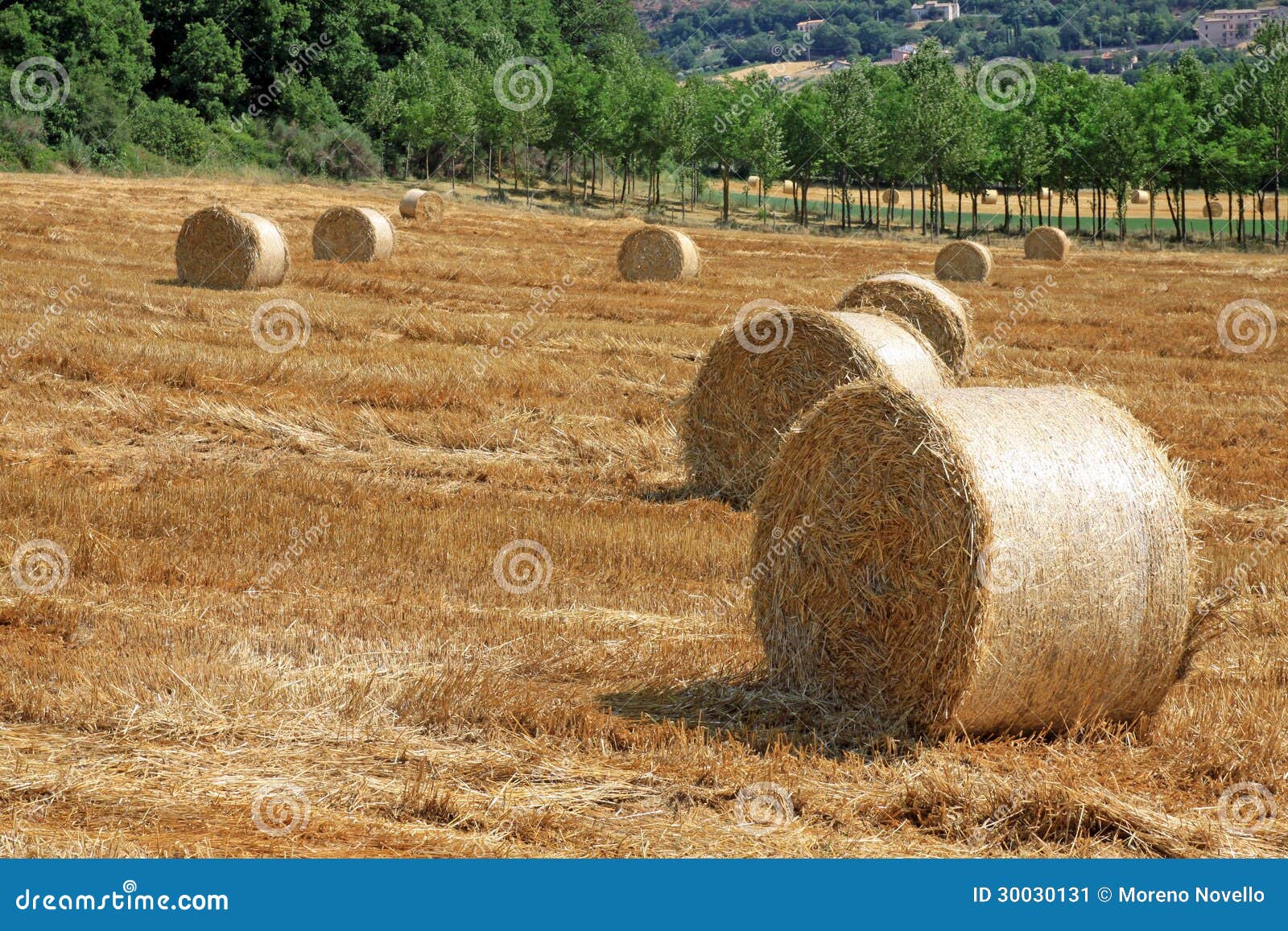 Packed Roll of Hay on a Field Stock Image - Image of grain, harvesting ...