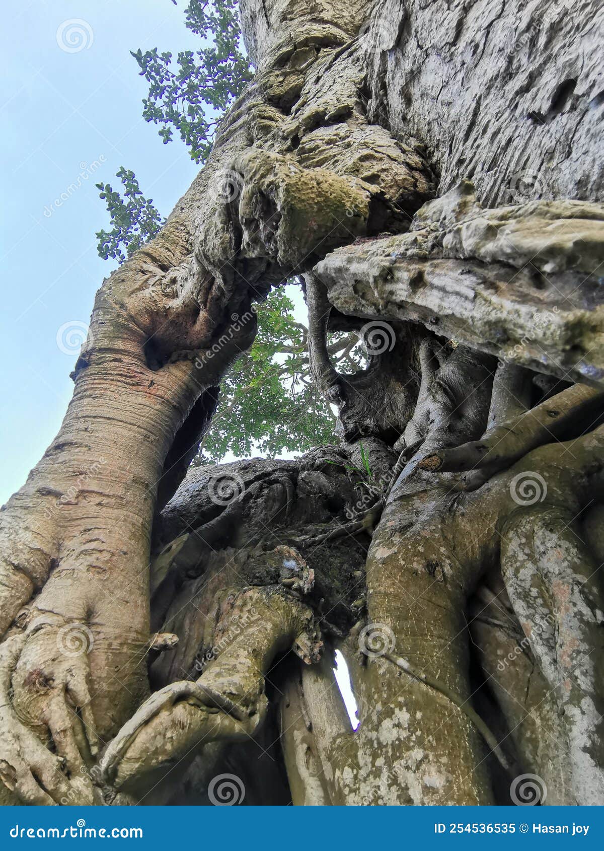 Some Parts of the Exterior of the Banyan Tree Stock Image - Image of ...