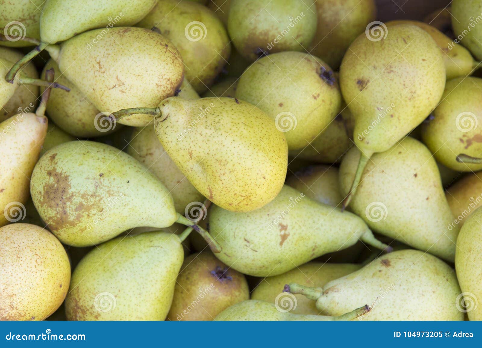Freshly Harvested Pears on a Box Stock Image - Image of market ...