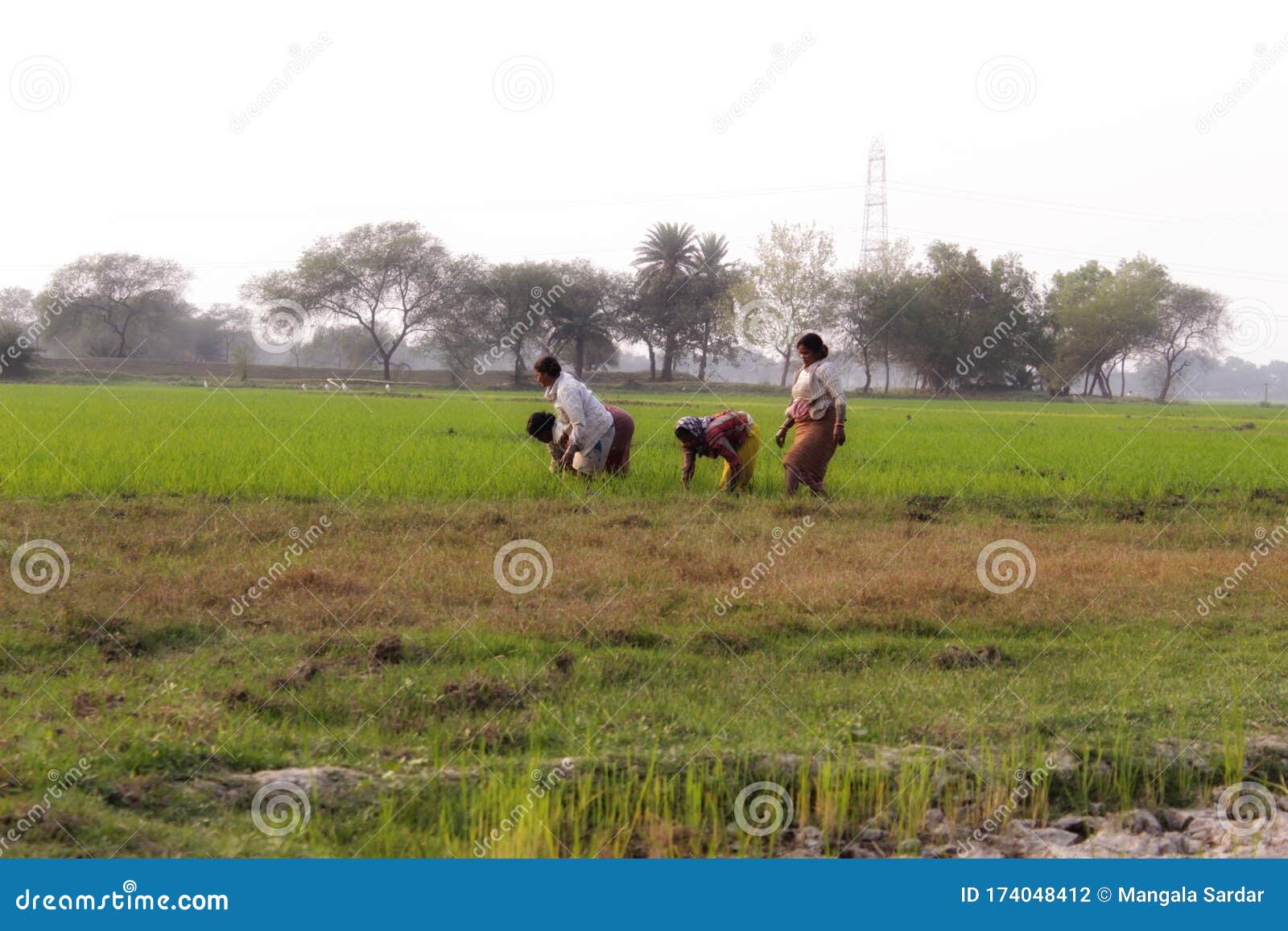 Some People are Working in the Field. Editorial Photography - Image of ...