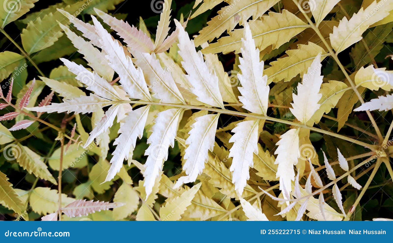 Some Pictures of Leaves in Branch Stock Image - Image of plant, leaves ...