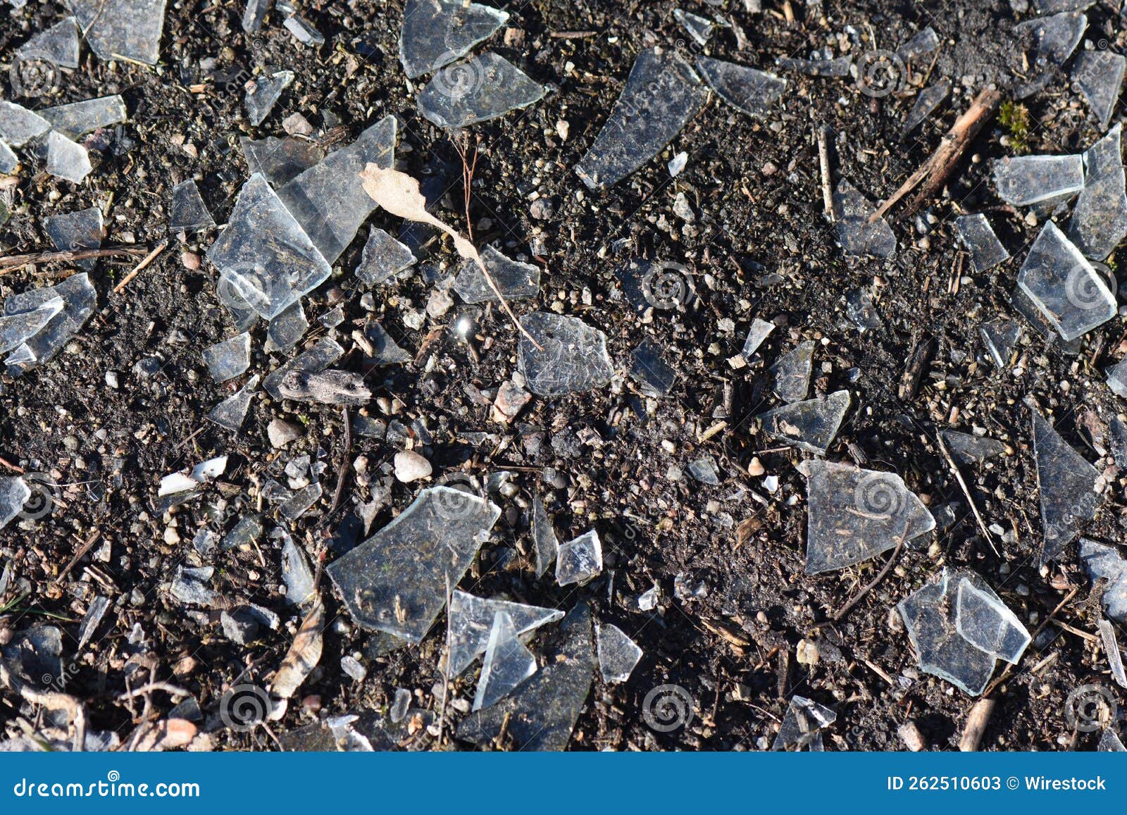 Pieces of Glass on the Soil Stock Image - Image of growth, glass: 262510603