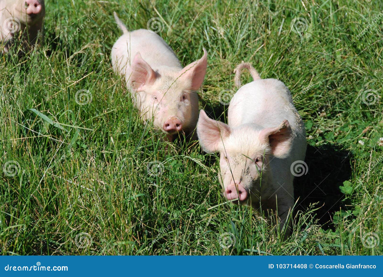 Some Piglets Looking for Food Stock Photo - Image of pigpen, curious ...