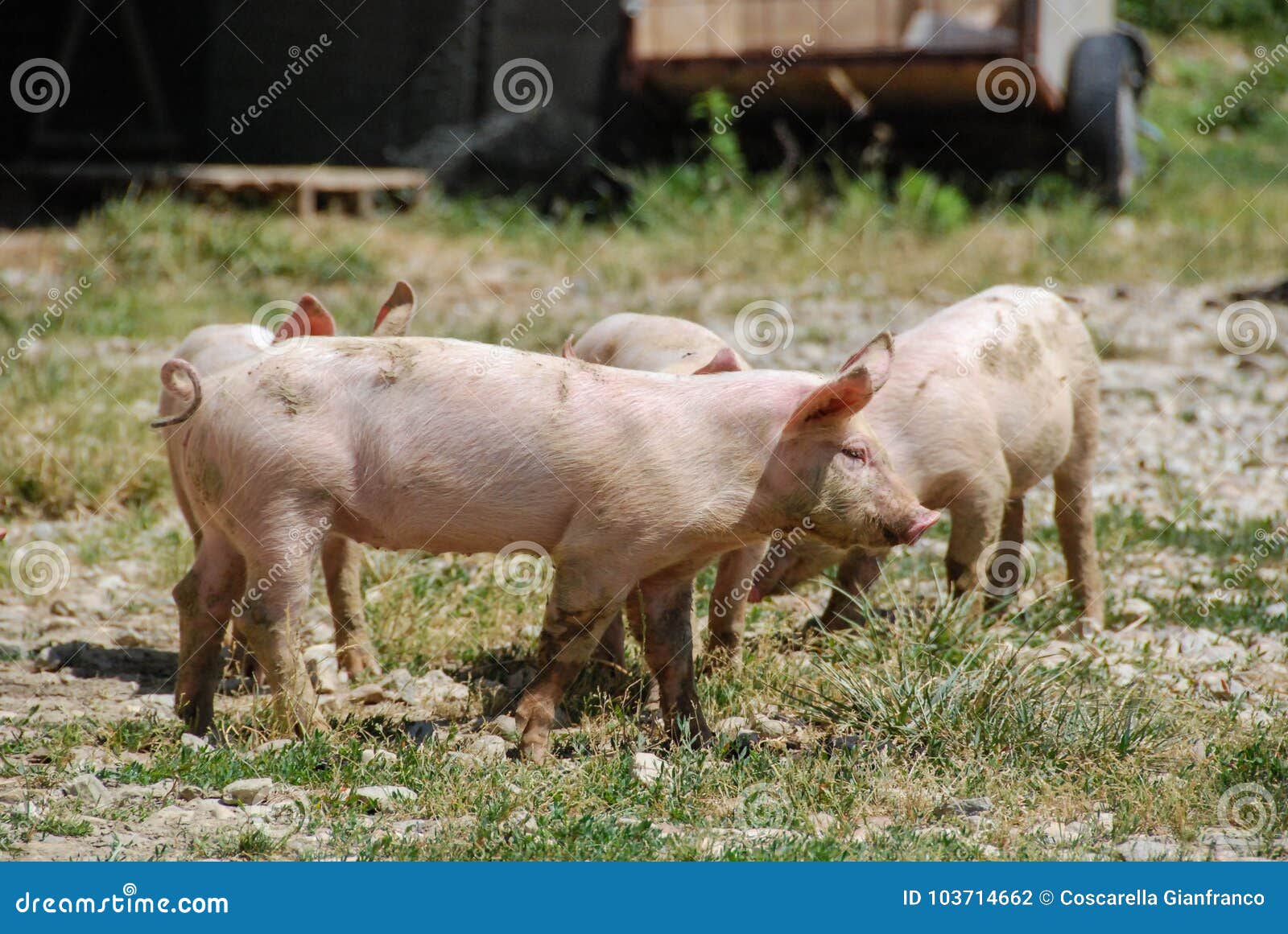 Some Piglets Looking for Food Stock Photo - Image of eating, looking ...