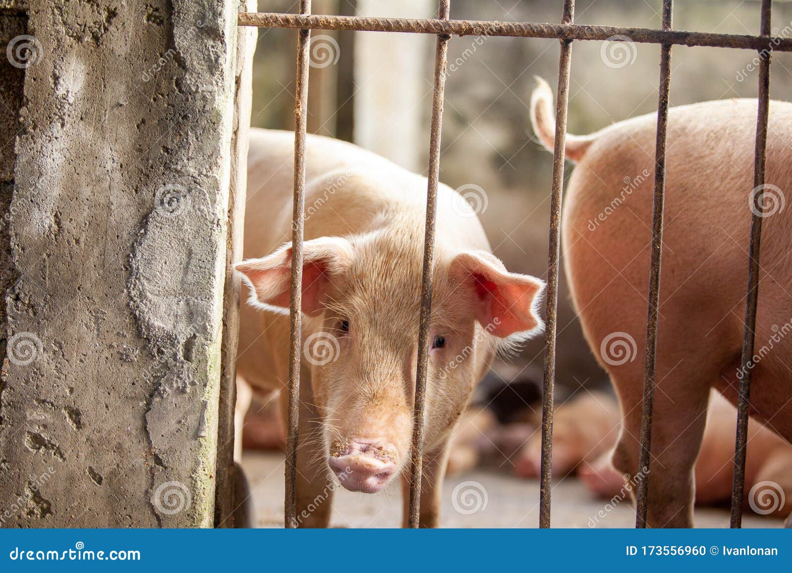 Some Pigs on the Farm stock photo. Image of piglet, growth - 173556960