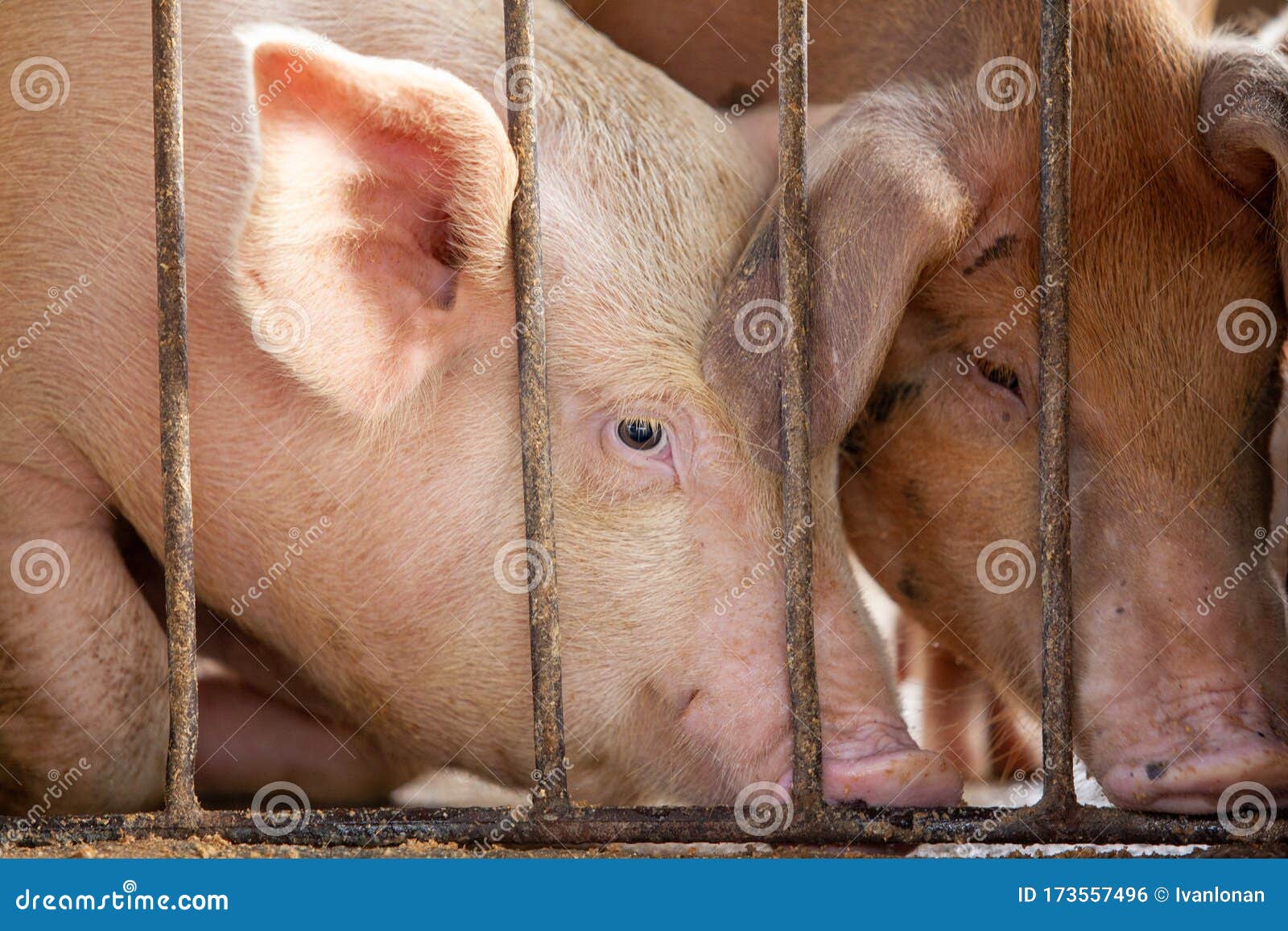 Some Pigs on the Farm stock photo. Image of cage, pink - 173557496