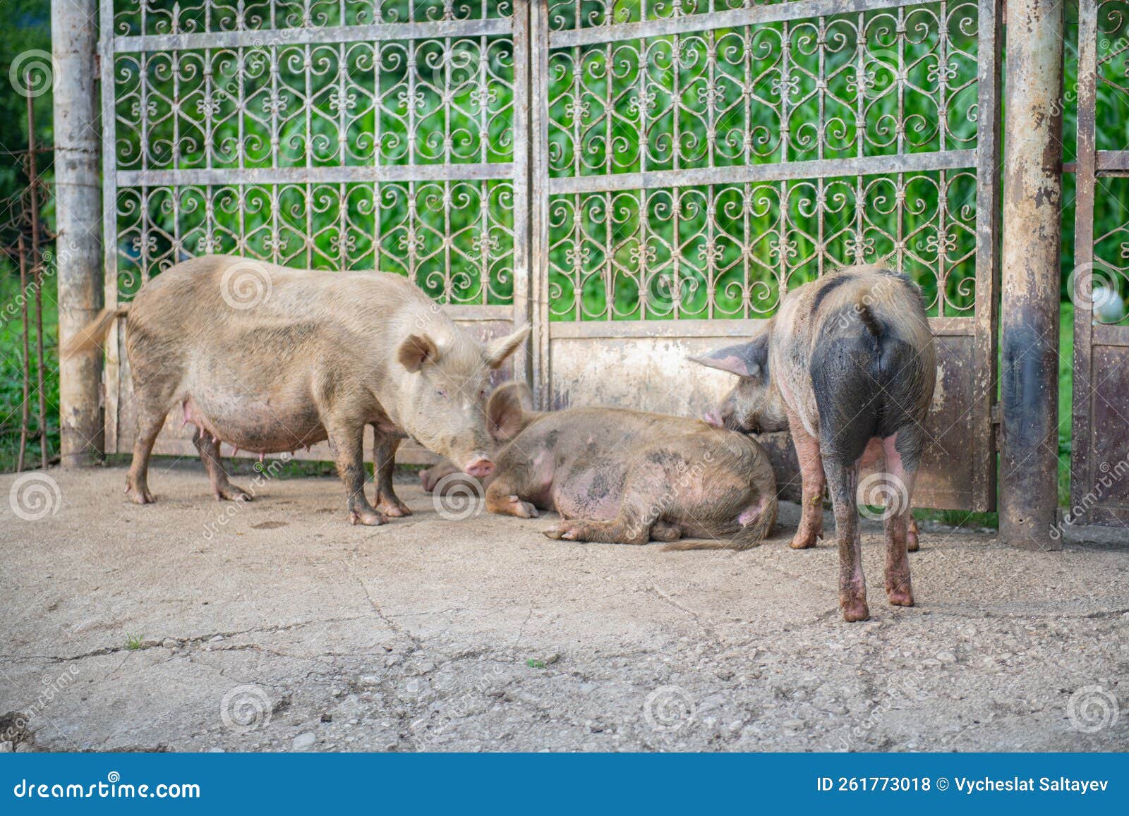 Some Pigs are Waiting at the Gate Stock Photo - Image of rural, piglet ...